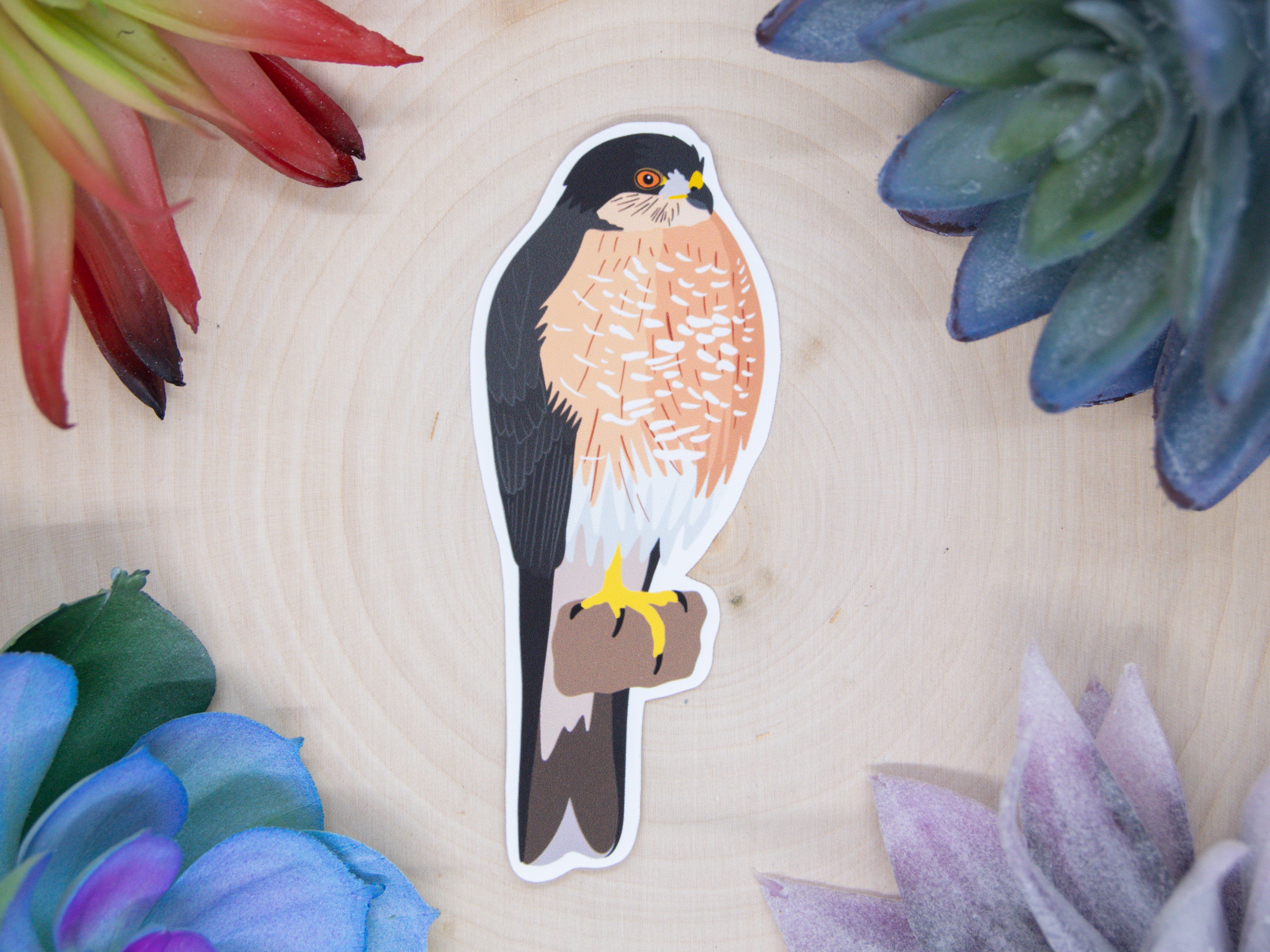 Sharp Shinned Hawk Sticker – Kali Bear Co.