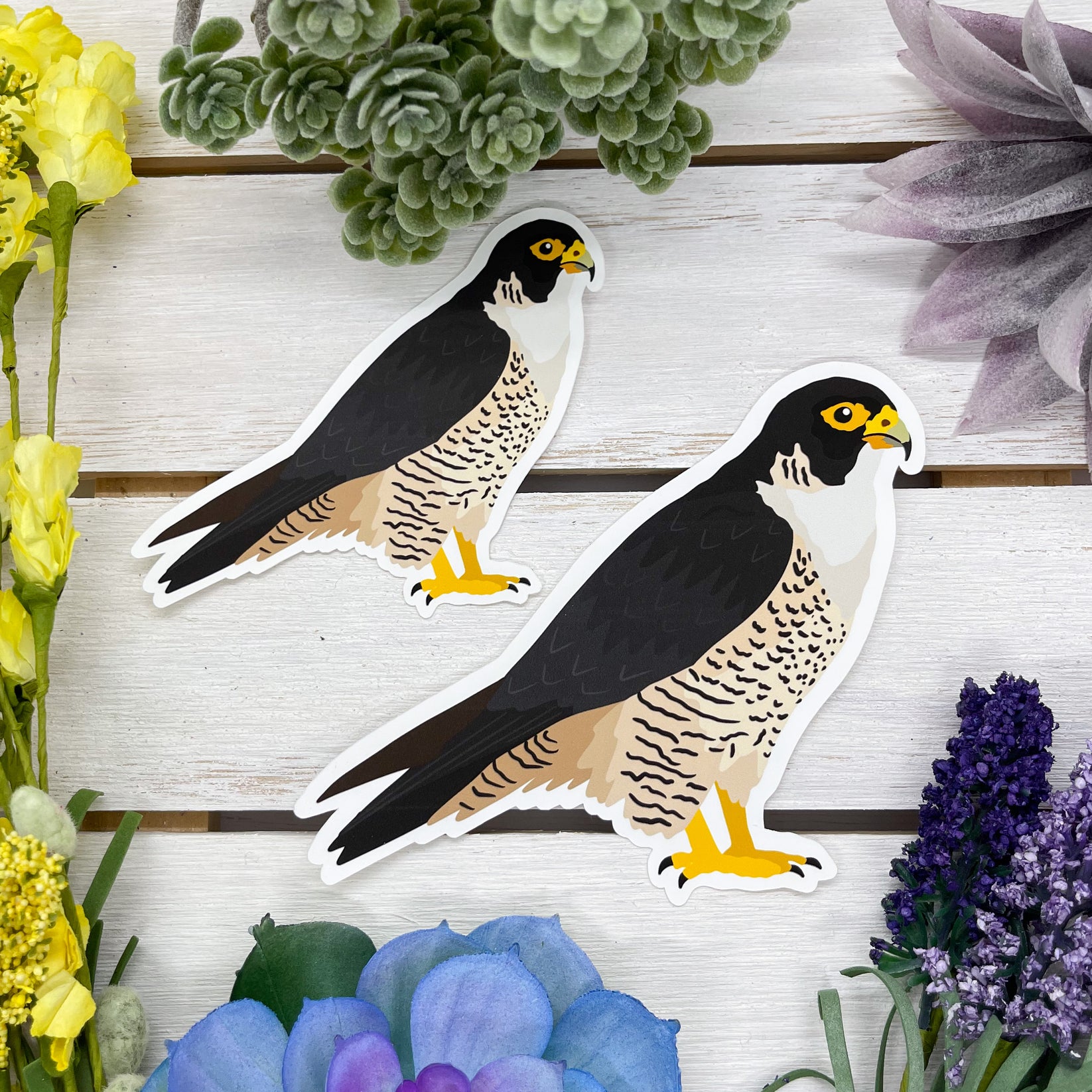 Peregrine Falcon Sticker – Kali Bear Co.